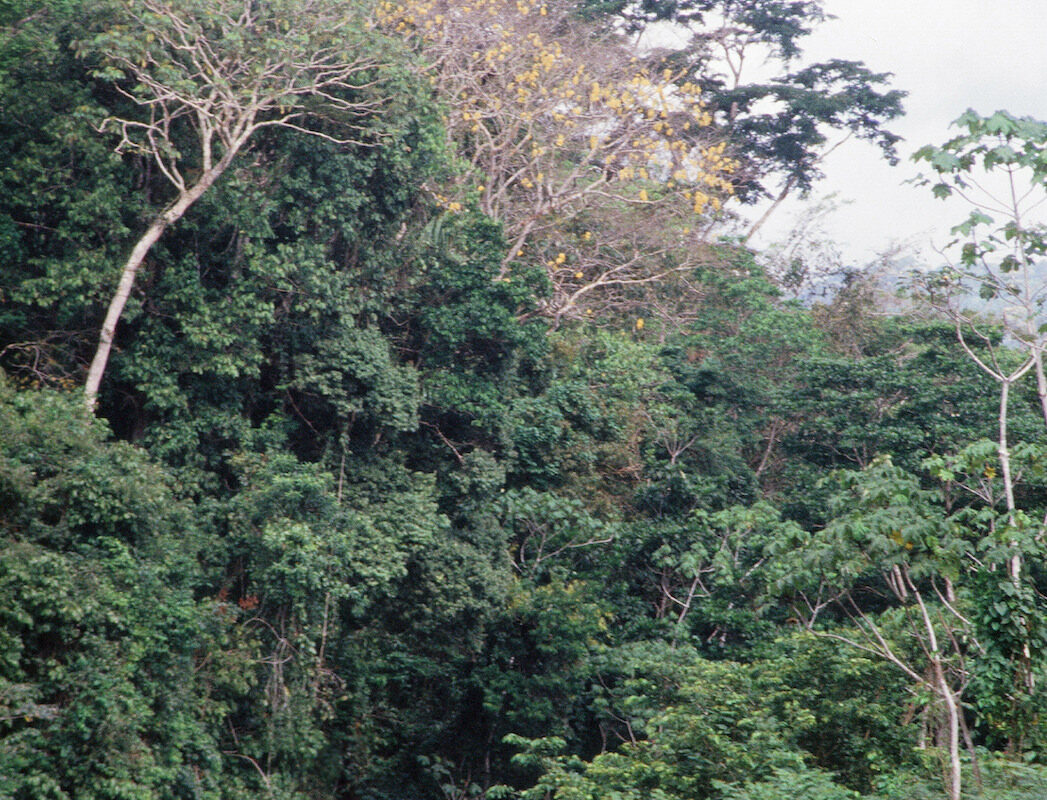 Reserva de Biósfera Alto Orinoco-Casiquiare – SOS Orinoco